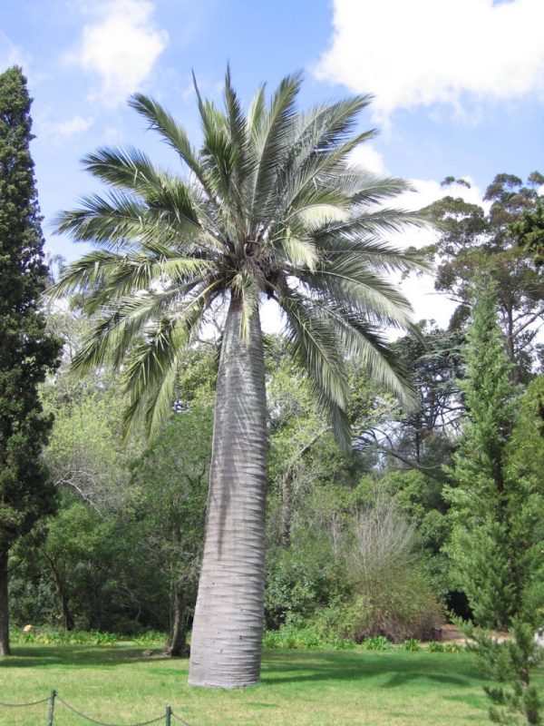 Jubaea chilensis (Molina) Baill. - Revista BICA